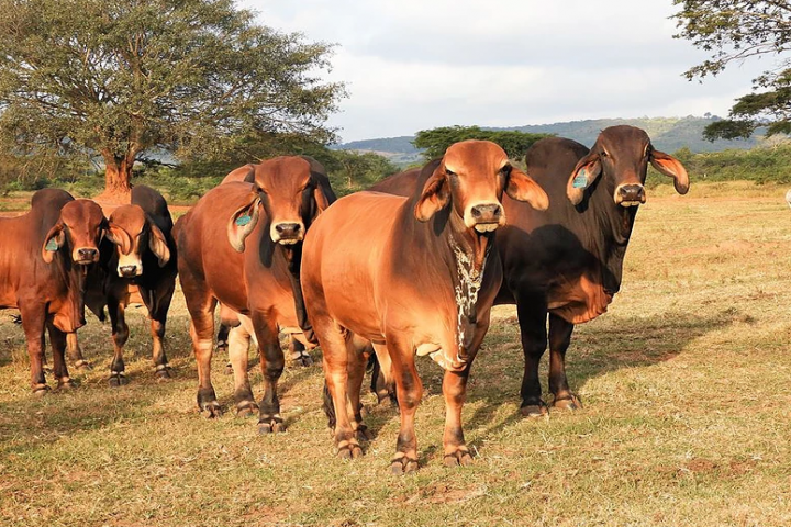 Brahman Cattle – Pioneer Livestock Farmers