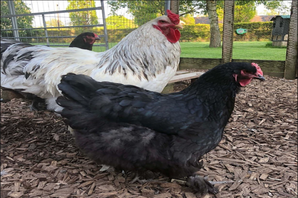 Pure Breed Chickens – Pioneer Livestock Farmers