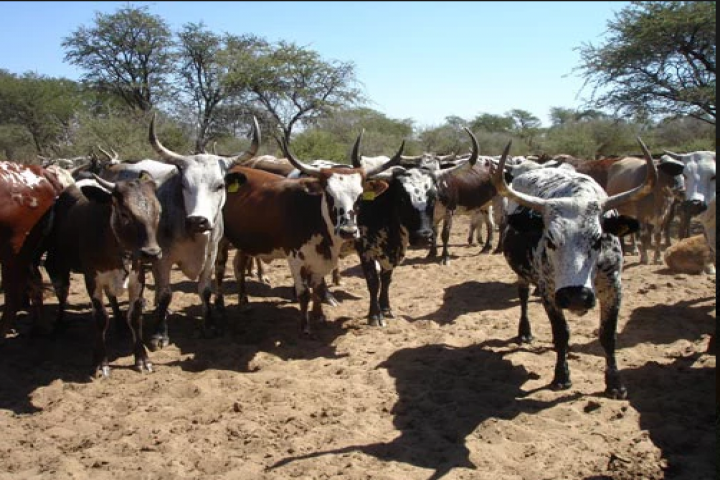 Nguni Cattle – Pioneer Livestock Farmers