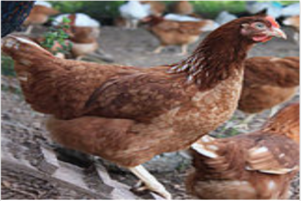 Poultry Products – Pioneer Livestock Farmers