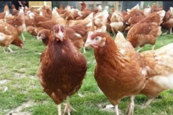 Poultry Products – Pioneer Livestock Farmers